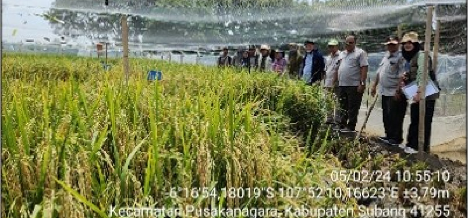 Berita BRMP Padi - Golden Rice untuk Indonesia Emas